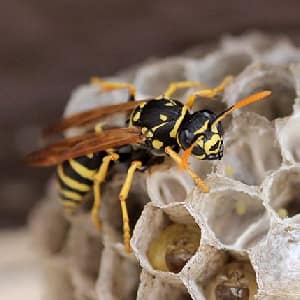 Bee and Wasp Removal Brisbane | Wasp Nest Removal Brisbane